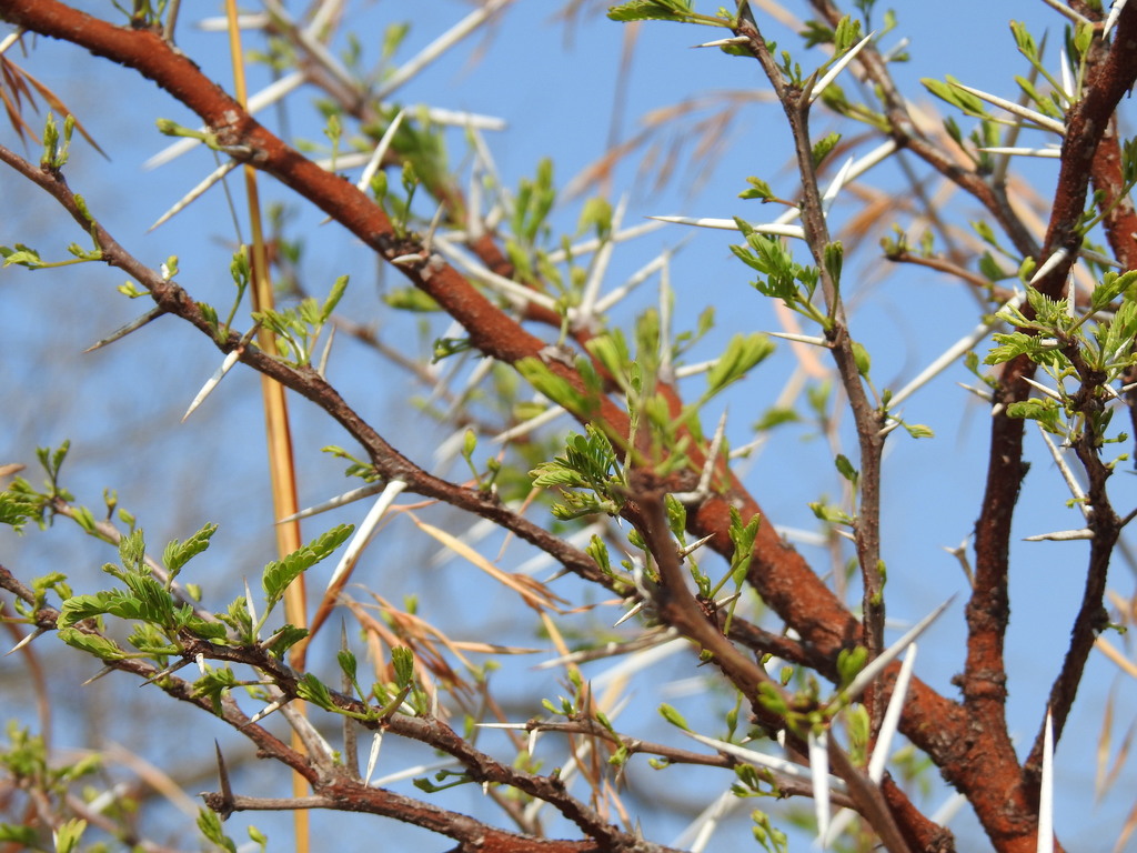 Sweet Thorn (Vachellia karroo) - Botanical Realm