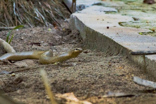 (Conophis lineatus concolor) - Snakes and Lizards