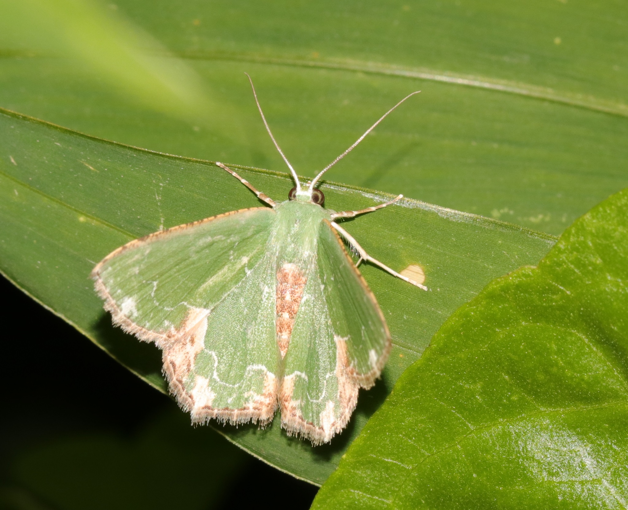 Eucyclodes infracta (Wileman, 1911)