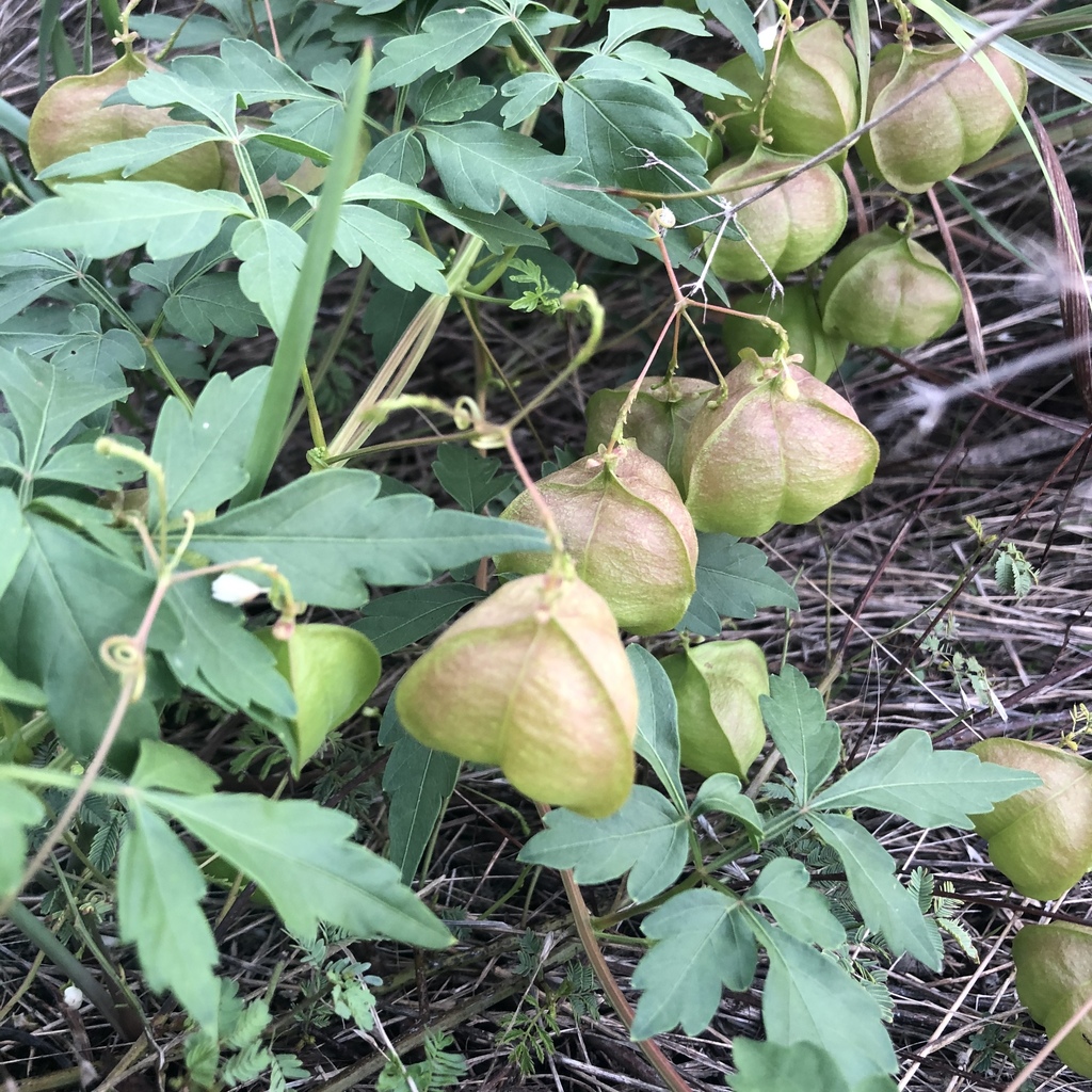 Lesser Balloon Vine from Bel Air of Josey Ranch, Carrollton, TX, US on ...