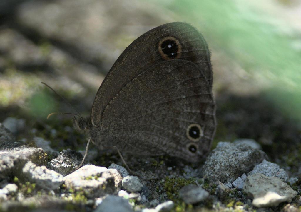 Hybrid Argus from Ramgarh, Uttarakhand, India on September 5, 2020 at ...