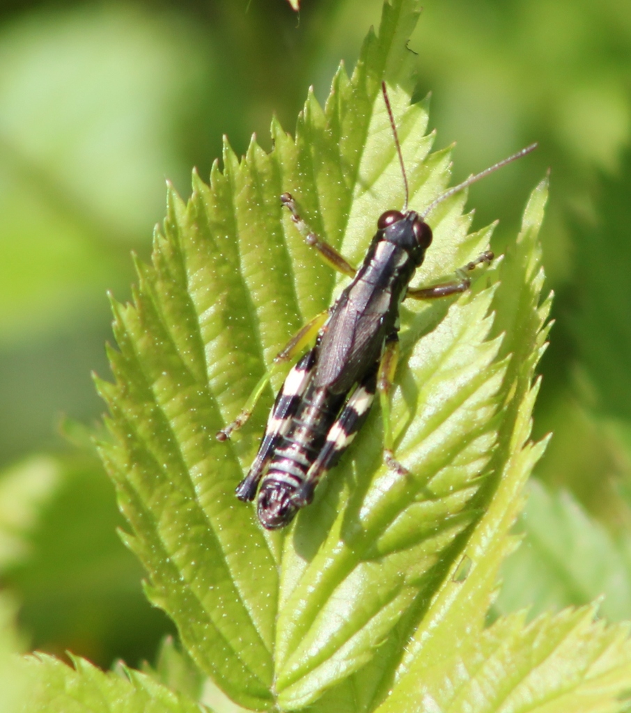 Green-legged Spur-throat Grasshopper from Green Mountain National ...