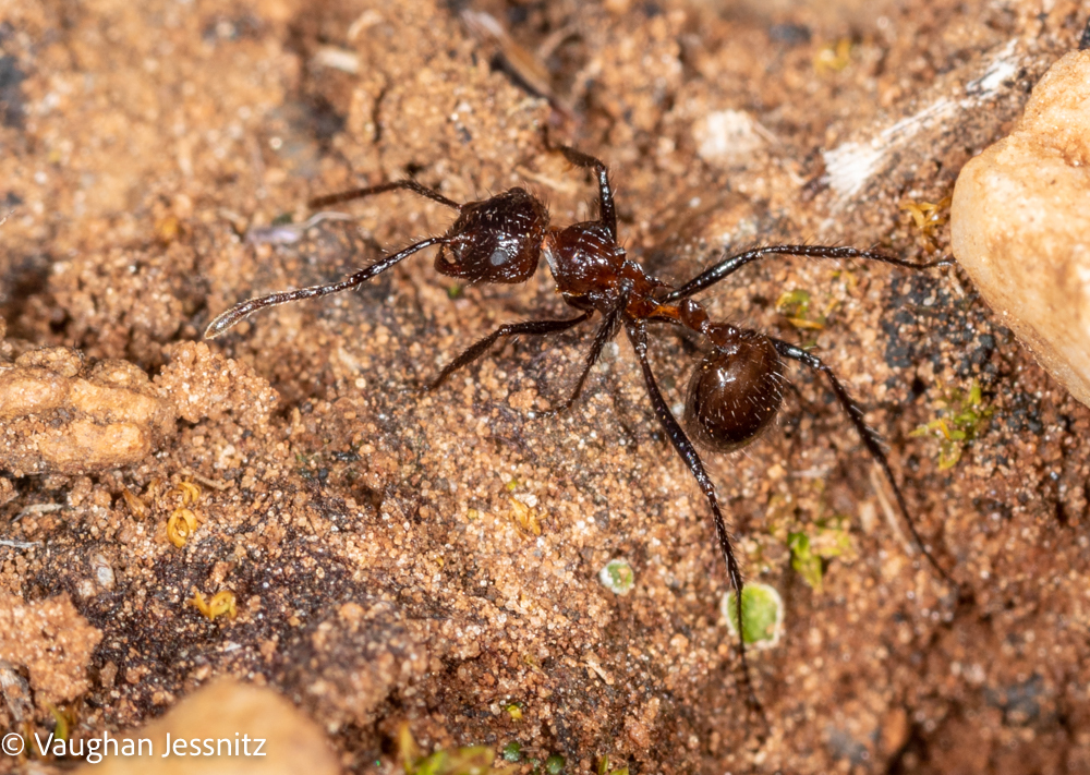 Red Droptail ant from Capricorn, Limpopo, South Africa on September 04, 2020 at 12:34 PM by ...