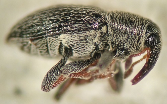 Clover Seed Weevil from Urbana, IL 61802, USA on June 28, 2014 at 02:47 ...