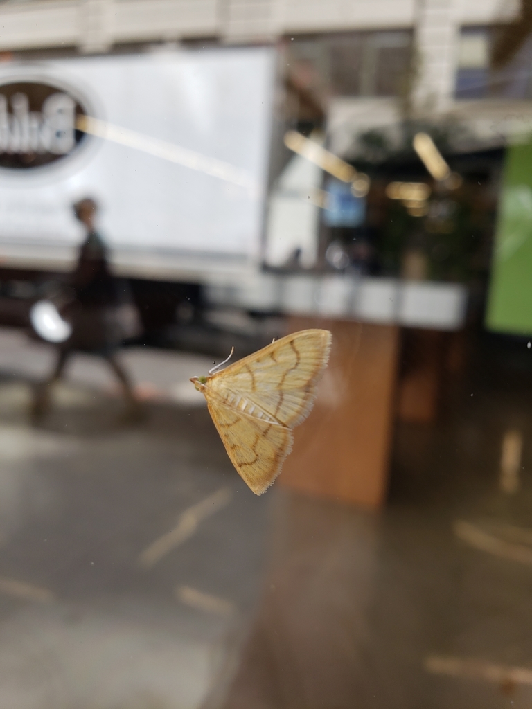Common Caramel Moth from Fulton Ferry District, Brooklyn, NY 11201, USA ...