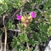 trailing indigo bush (Dalea greggii) · iNaturalist
