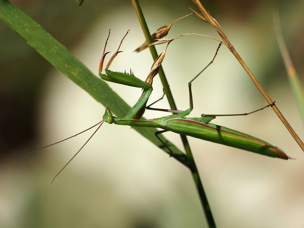 European Mantis from Gunbarrel, Boulder, CO, USA on September 5, 2020 ...