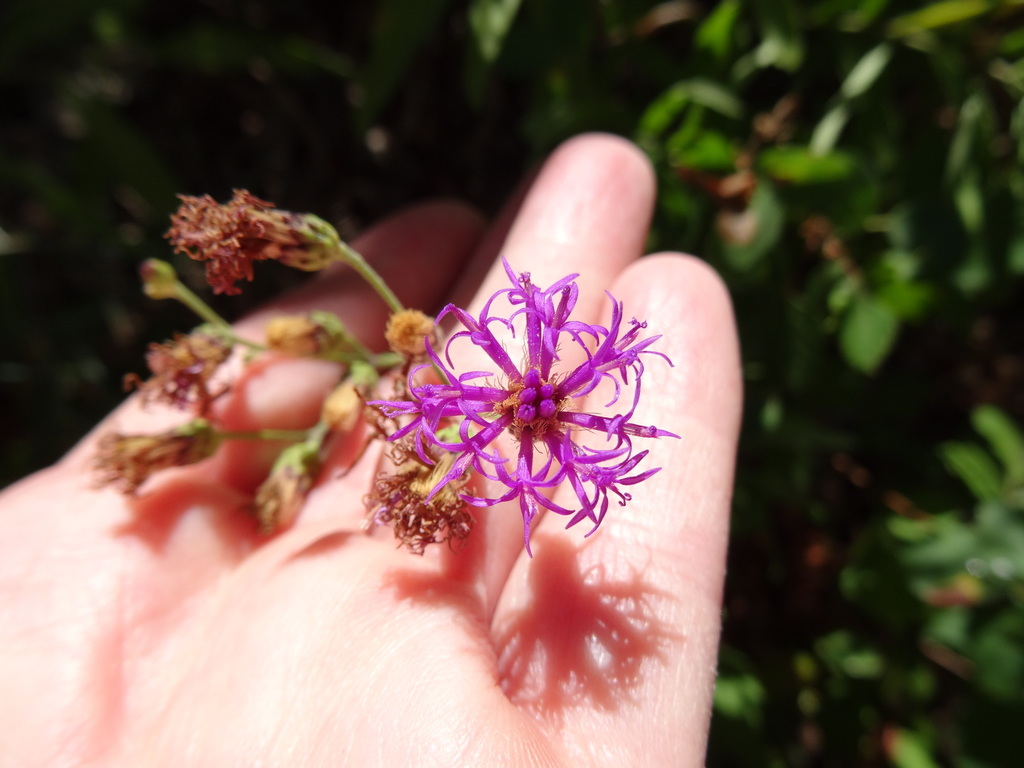 Texas ironweed from Bastrop, Texas, United States on July 28, 2017 at ...