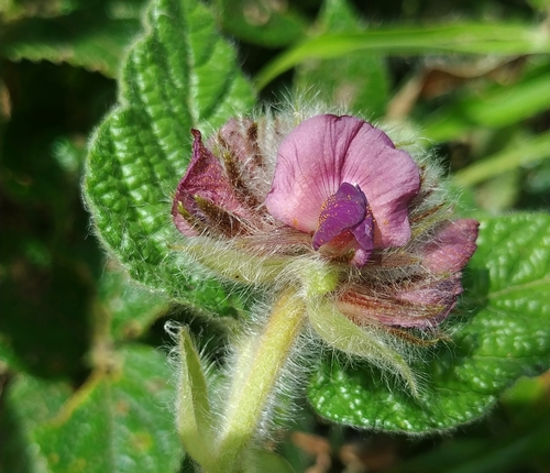 Flemingia rollae · iNaturalist