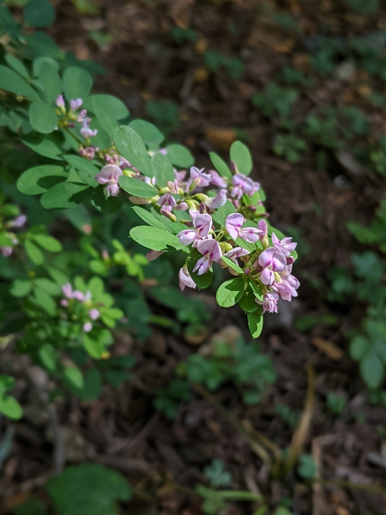 bush clovers and lespedezas from Nellysford, VA 22958, USA on September ...