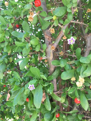 African boxthorn (Plants of the Tygerberg Nature Reserve) · iNaturalist