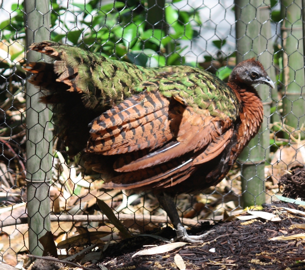 Congo Peafowl (Afropavo congensis) - Avian Discovery