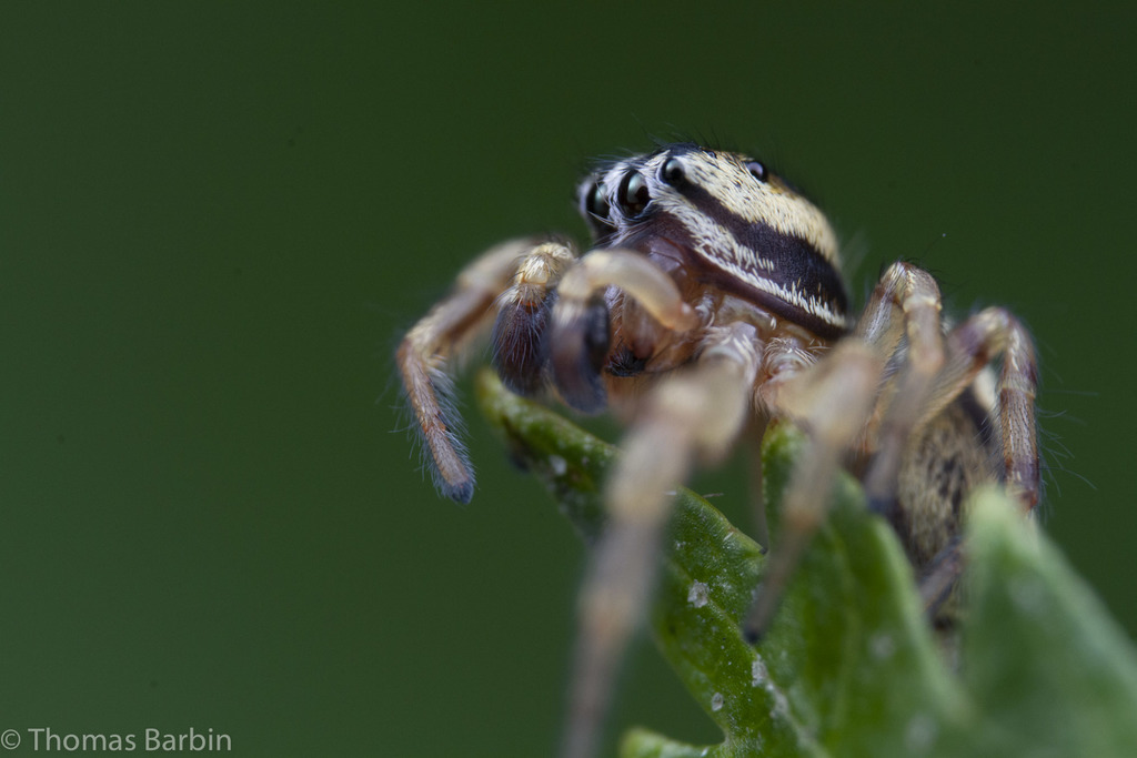 Pelegrina flavipes from Fraser-Fort George, BC, Canada on August 10 ...