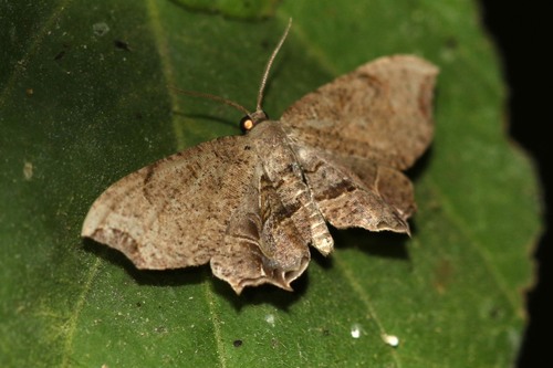 Epiplema reducta · iNaturalist