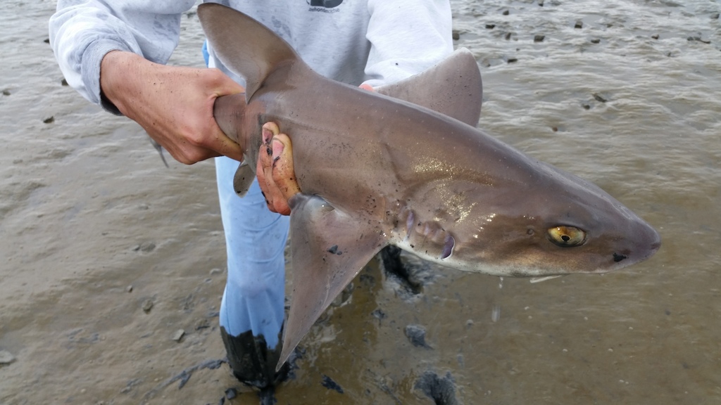 Starry Smooth-hound (Mustelus asterias) - Marine Life Identification