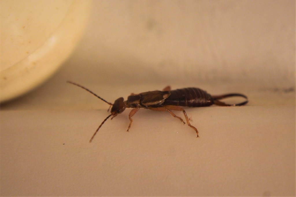 European Earwig from Thunder Bay, ON, Canada on September 1, 2020 at 09 ...