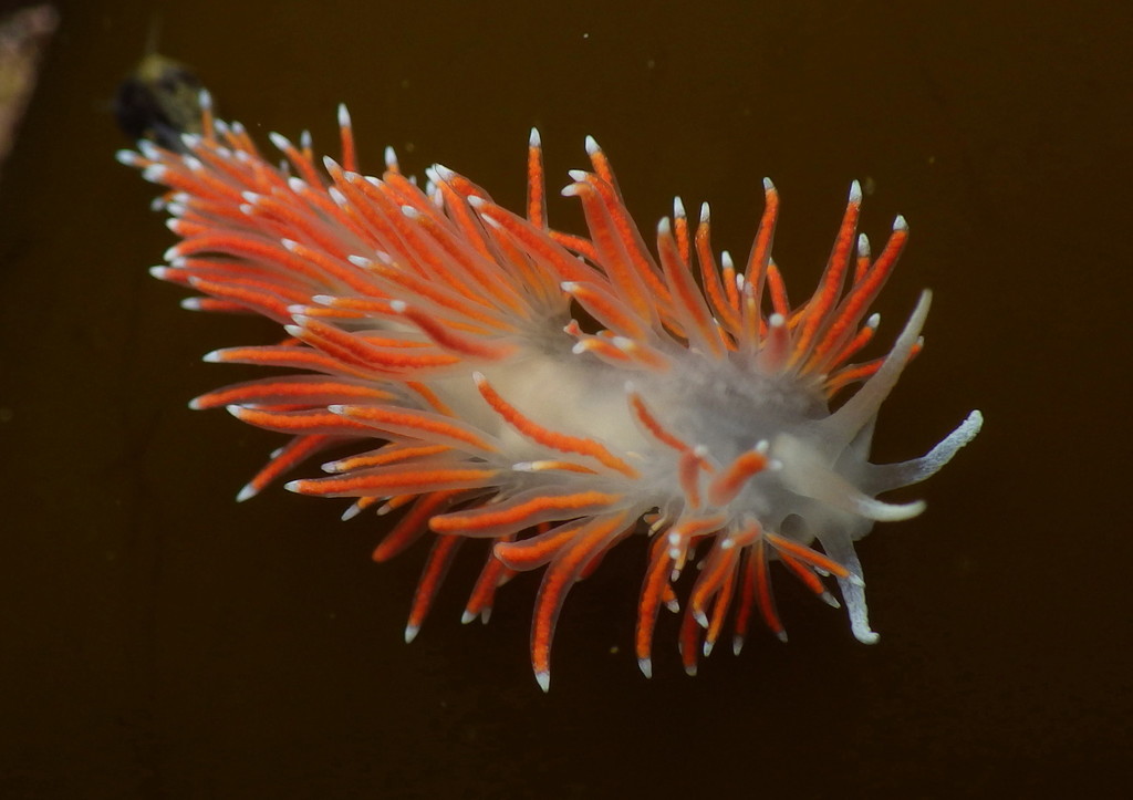 Red-gilled Nudibranch (Nudibranchs of the Eastern United States ...