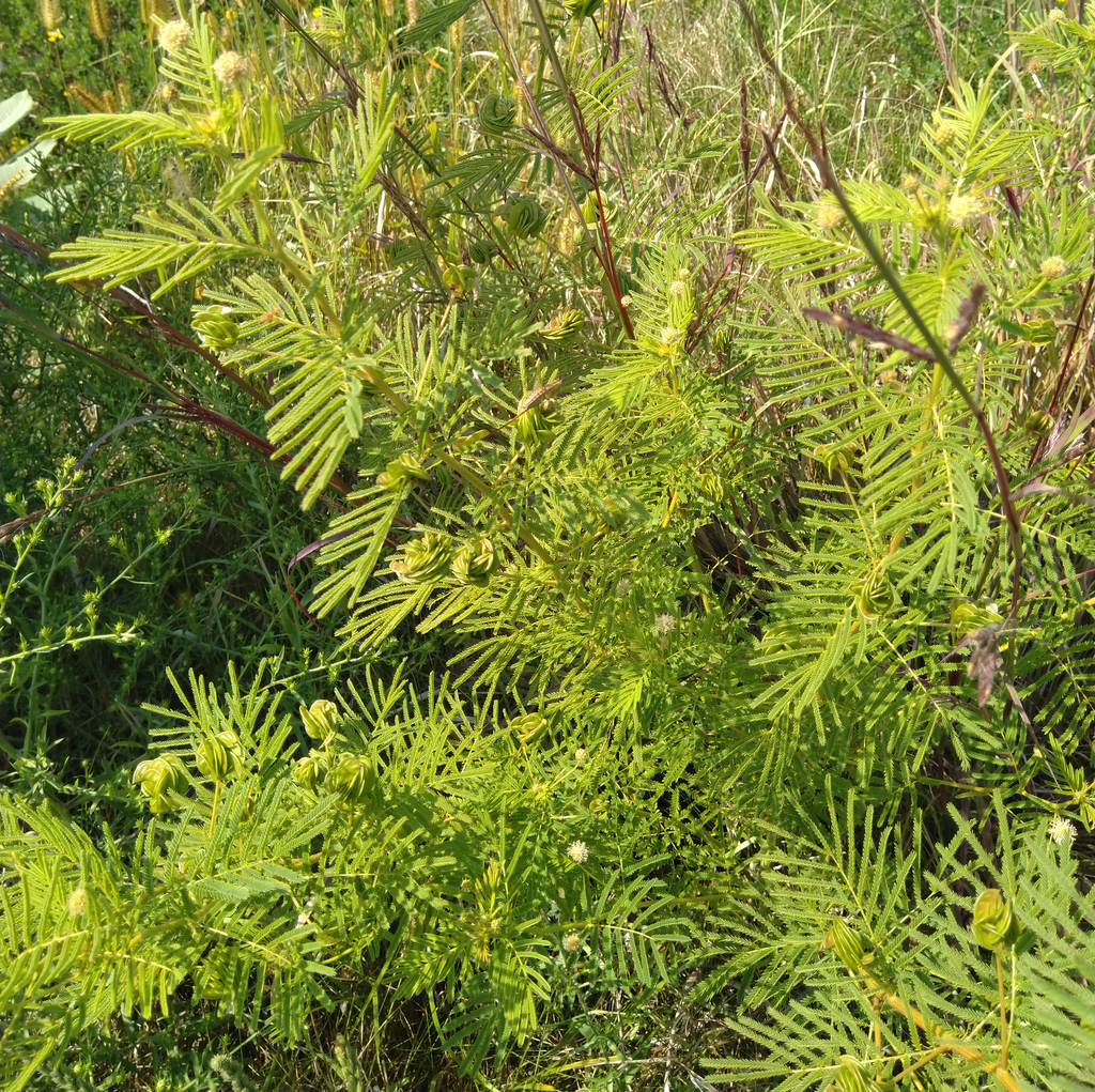 Illinois bundleflower from Fish Creek Natural Area, Maplewood, MN, USA ...