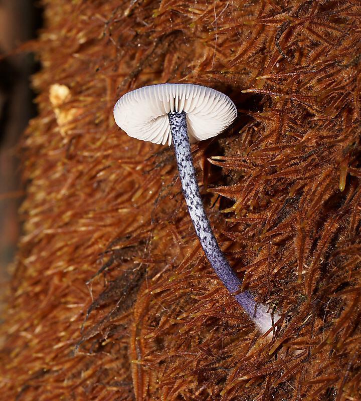 Entoloma panniculus (Encyclopedia of North American Mushrooms pt. 2 ...
