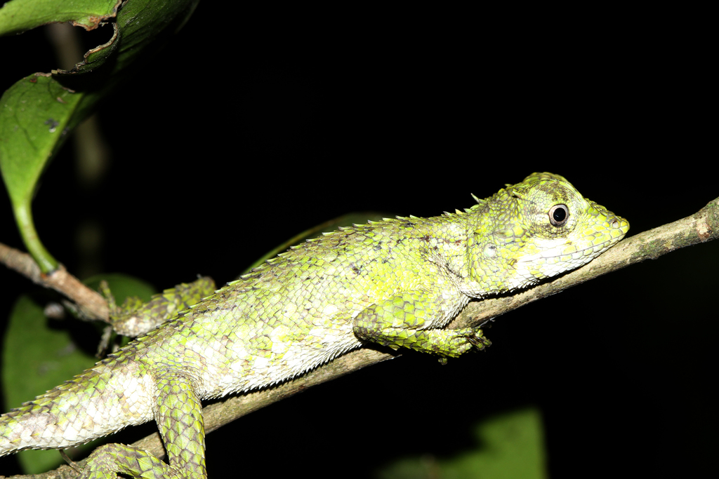 Oriental Forest Lizards (Calotes) - Snakes and Lizards
