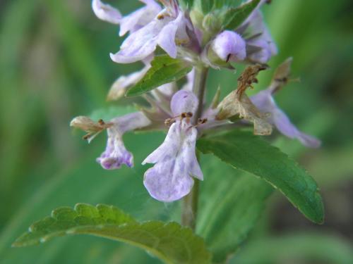 Betony (GTM Research Reserve Flowering Plant Guide) · iNaturalist