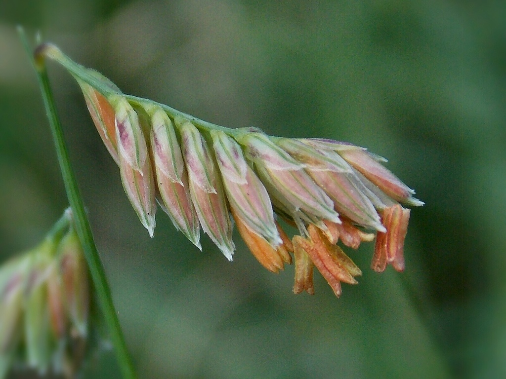 buffalograss in September 2020 by Aidan Campos · iNaturalist