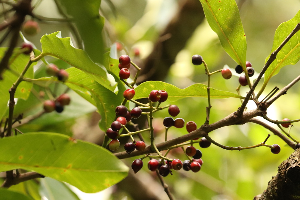 Lidded Cleistocalyx in September 2020 by Yu Ching Tam · iNaturalist