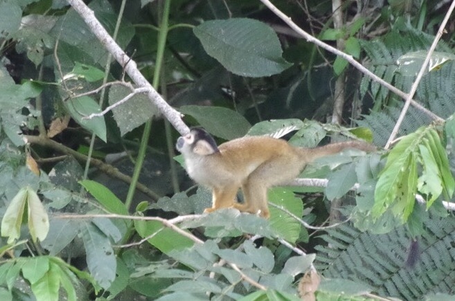 Black-capped Squirrel Monkey (Saimiri boliviensis) - Know Your Mammals