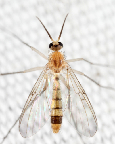 Mycomya imitans · iNaturalist