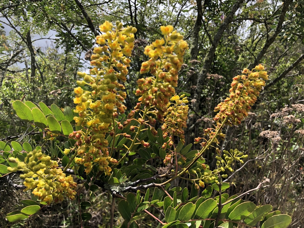 Tara (Tara spinosa) - Botanical Realm
