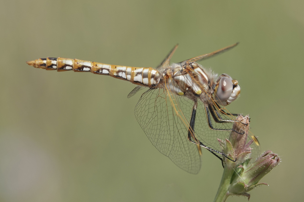 Variegated Meadowhawk (Dragonflies and Damselflies of California ...