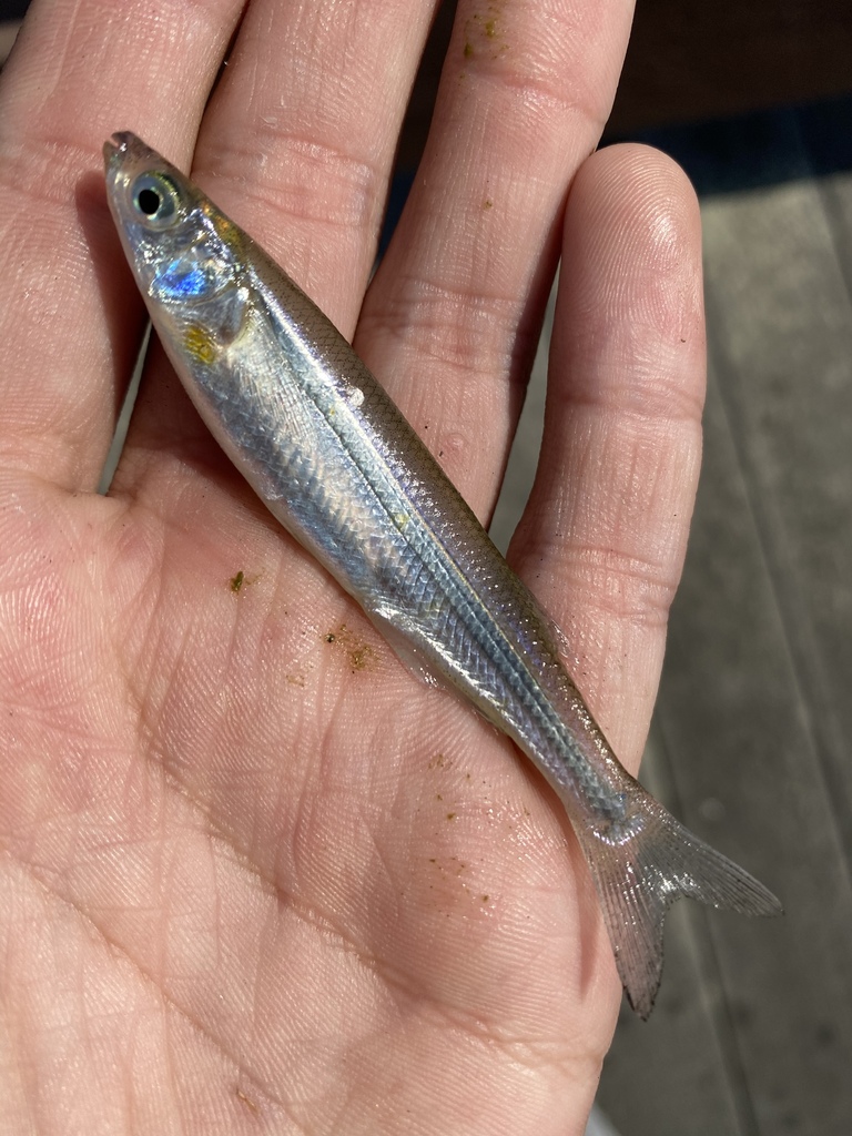 Topsmelt Silverside from Richardson Bay, Strawberry, CA, US on ...