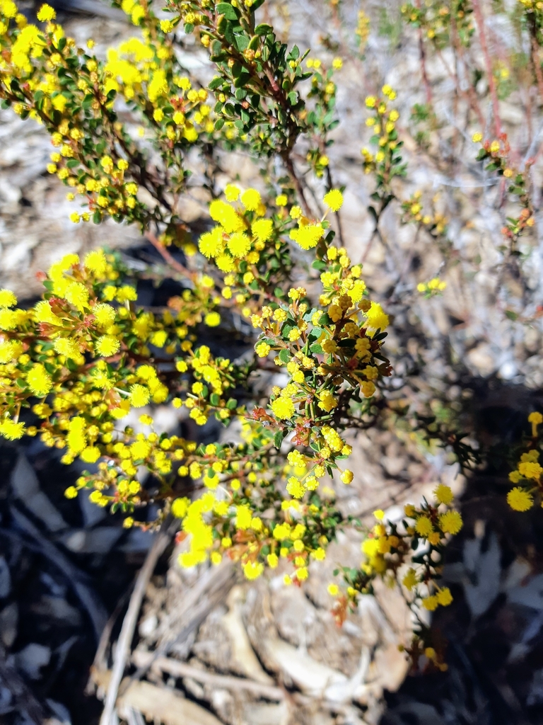 Round-leaf Wattle from Whipstick VIC 3556, Australia on September 06 ...
