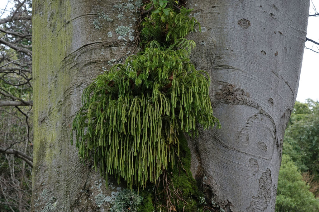hanging clubmoss from Belleknowes, Dunedin, New Zealand on July 26 ...