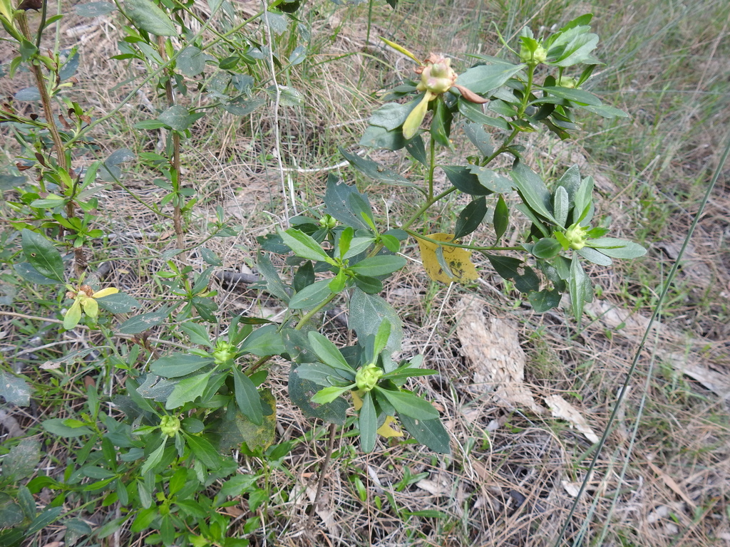 groundsel tree from Poona QLD 4650, Australia on September 6, 2020 at ...