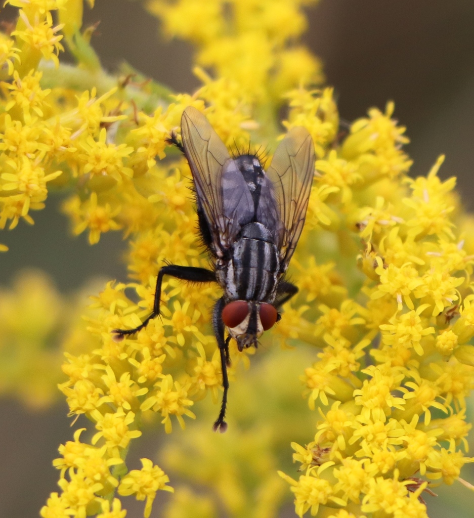 Common Flesh Flies from 8210 Odrga, Slovenia on September 2, 2020 at 05 ...