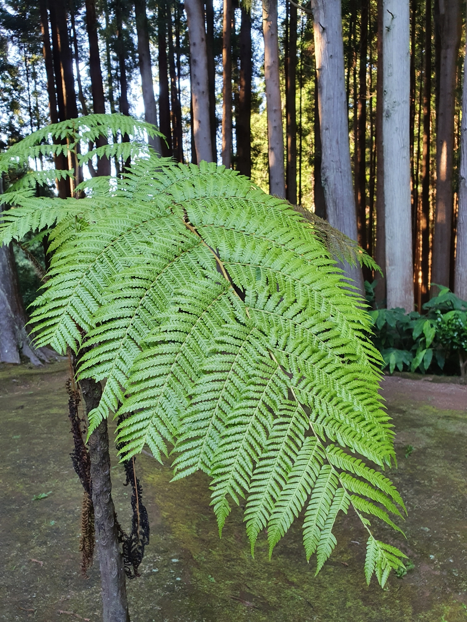 Australian Tree Fern Illnesses