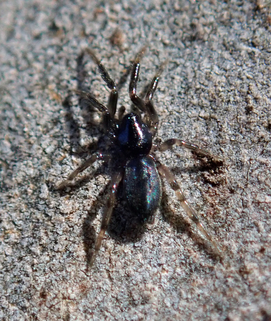 Typical Spiders from Melbourne VIC, Australia on September 6, 2020 at ...