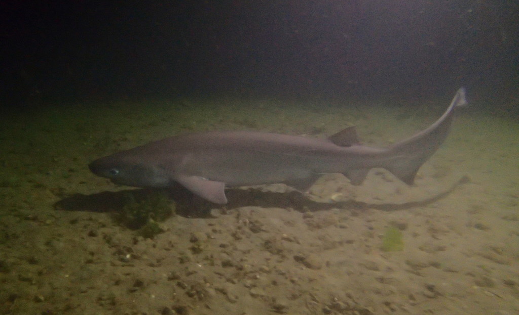 Sixgill Sharks (Hexanchus) - Marine Life Identification