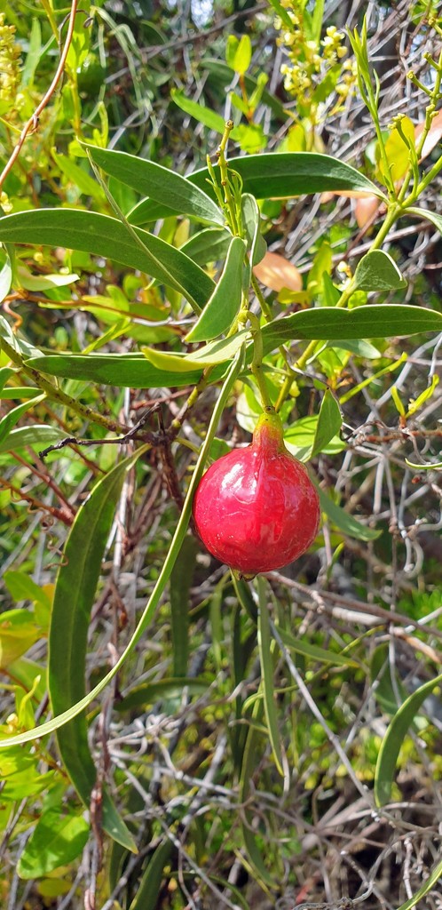 Desert Quandong (Santalum acuminatum) - Botanical Realm