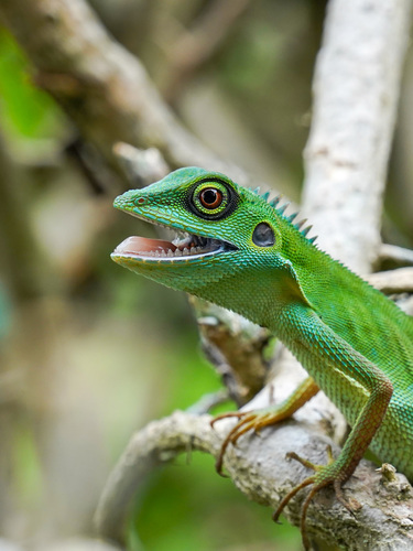 Green Crested Lizard (Bronchocela cristatella) - Snakes and Lizards