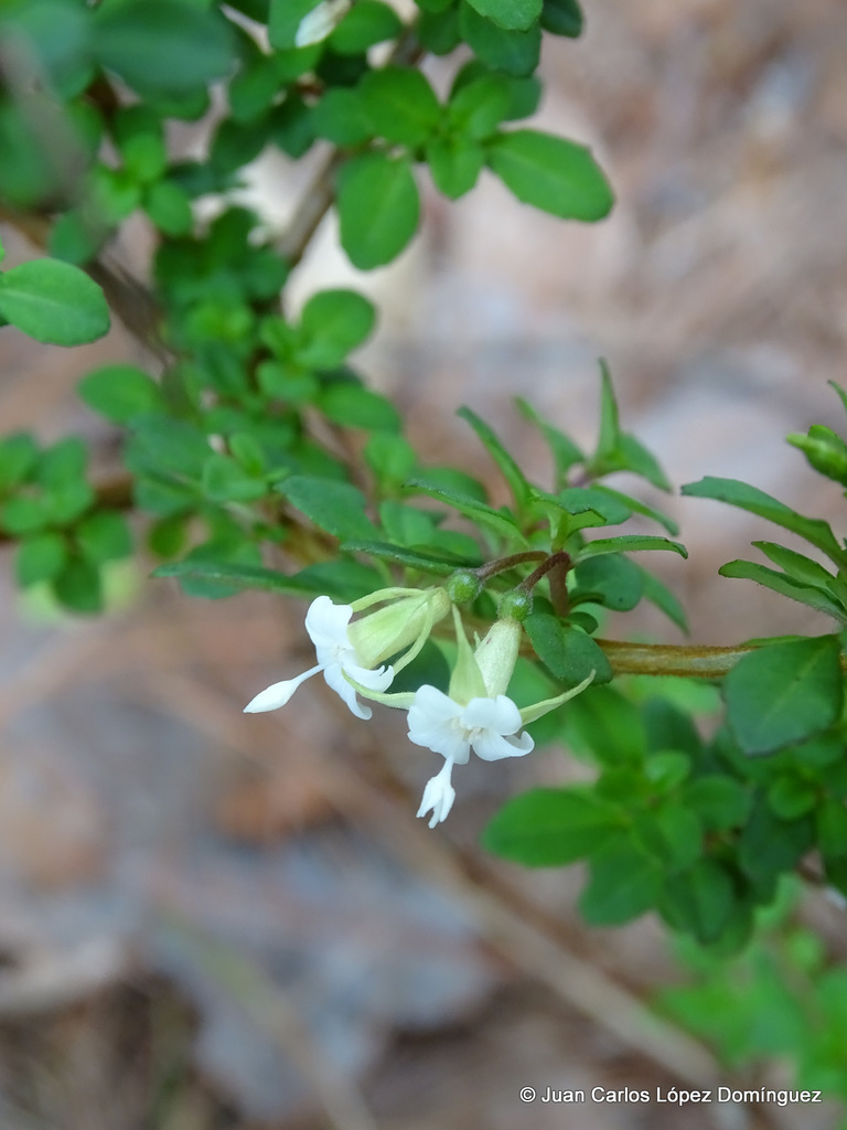 (Fuchsia microphylla hidalgensis) - Botanical Realm