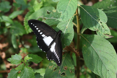 Subspecies Papilio fuelleborni fuelleborni · iNaturalist