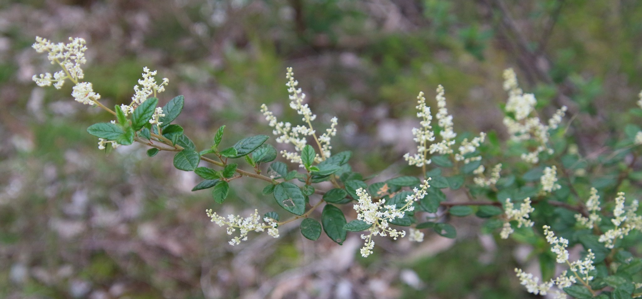 Trymalium odoratissimum Lindl.