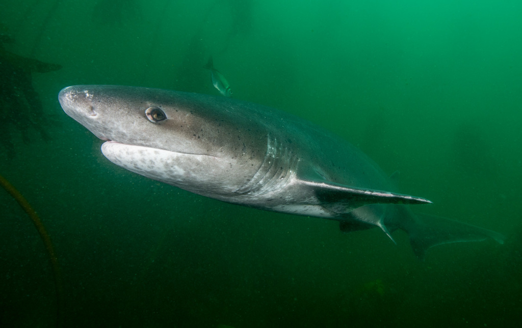 Broadnose Sevengill Shark (Fishes of Port Phillip Bay, Victoria ...