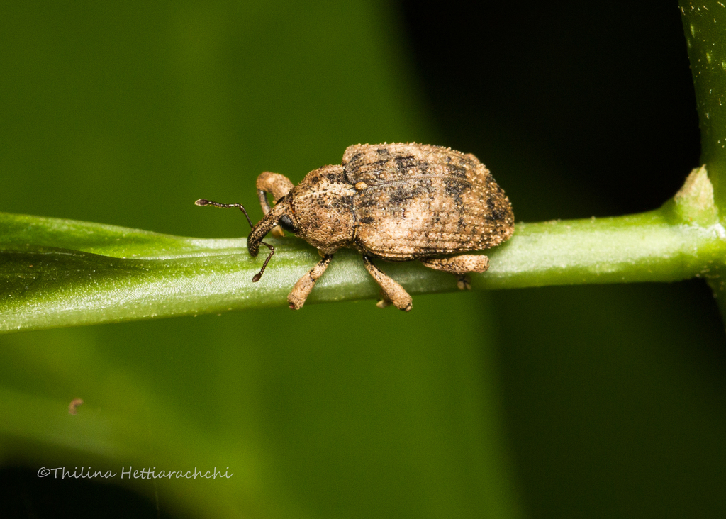 Mango Seed Weevil from Gannoruwa, Sri Lanka on September 4, 2020 at 06: ...