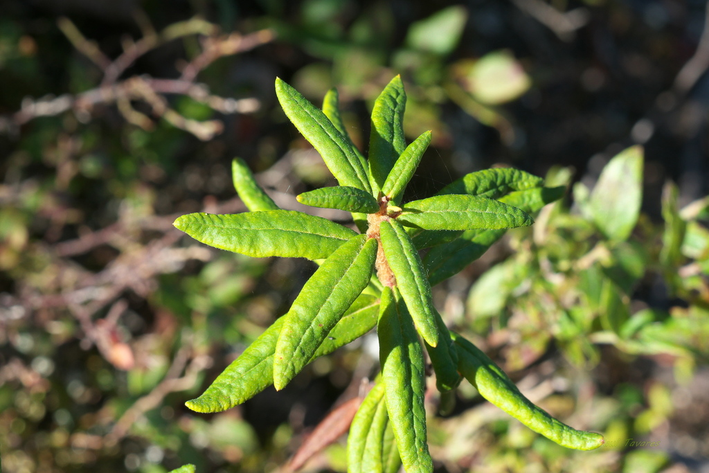 Bog Labrador Tea from Rainbow Falls Provincial Park, ON, Canada on ...