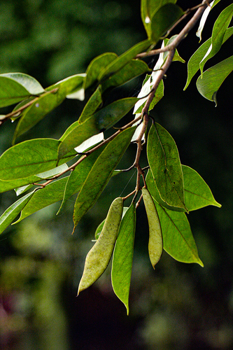 Baphia laurifolia · iNaturalist