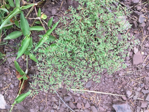 Subespecie Paronychia fastigiata pumila · NaturaLista Colombia