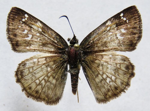 Gentle Hoary-Skipper (Carrhenes calidius)